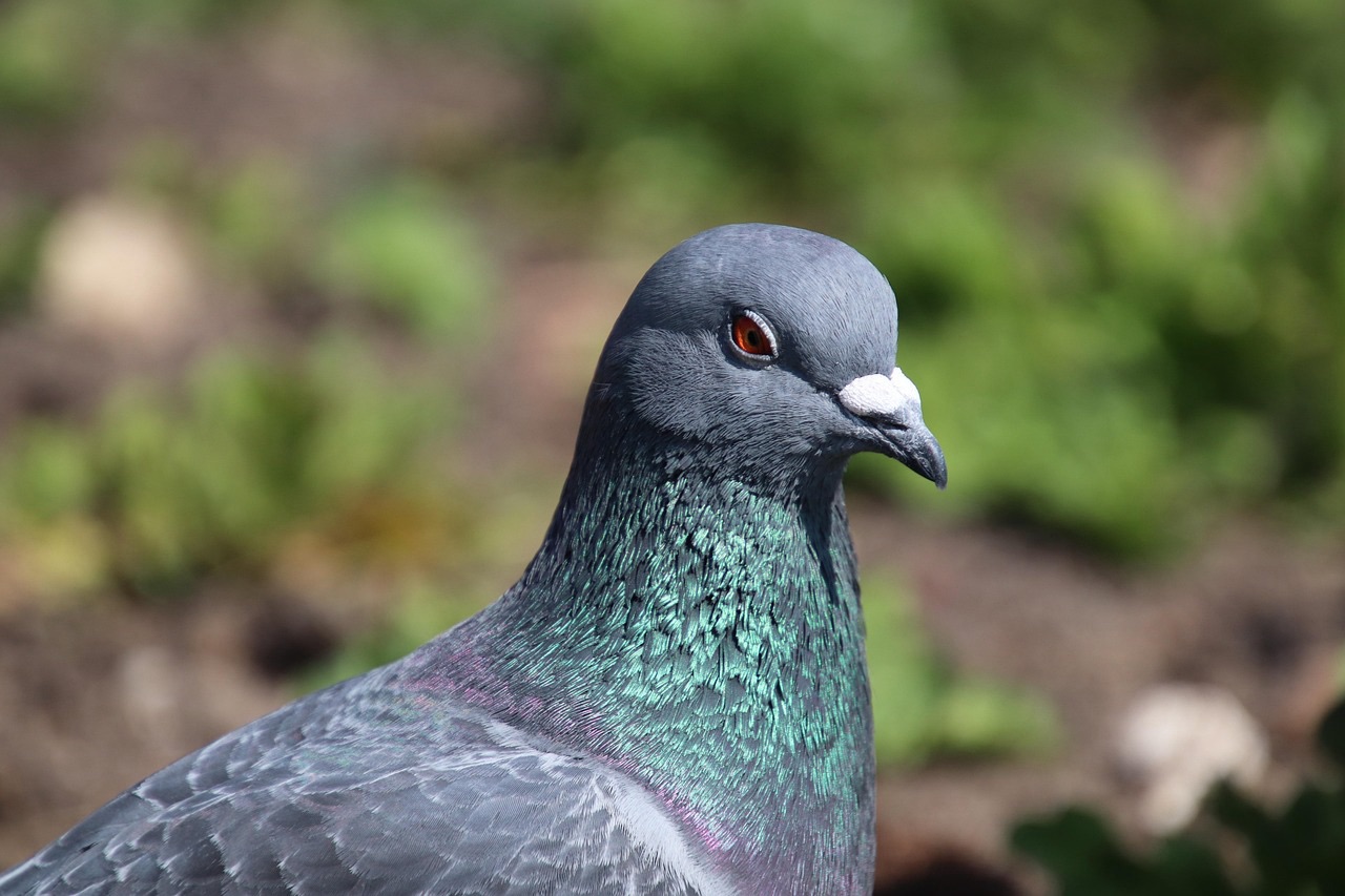 Vredesduif – 't Puttertje